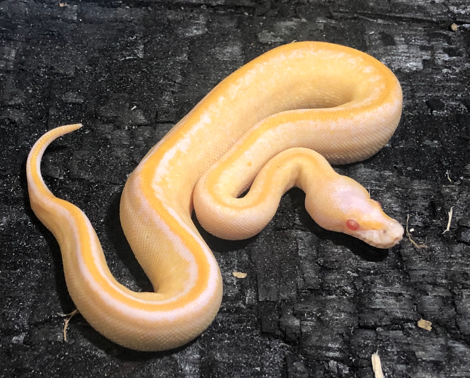 Albino Cinnamon Suma Ball Python by Safari Pets - MorphMarket