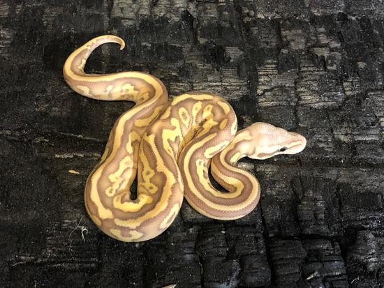 Leopard Lesser Banana Pastel Ball Python by Safari Pets