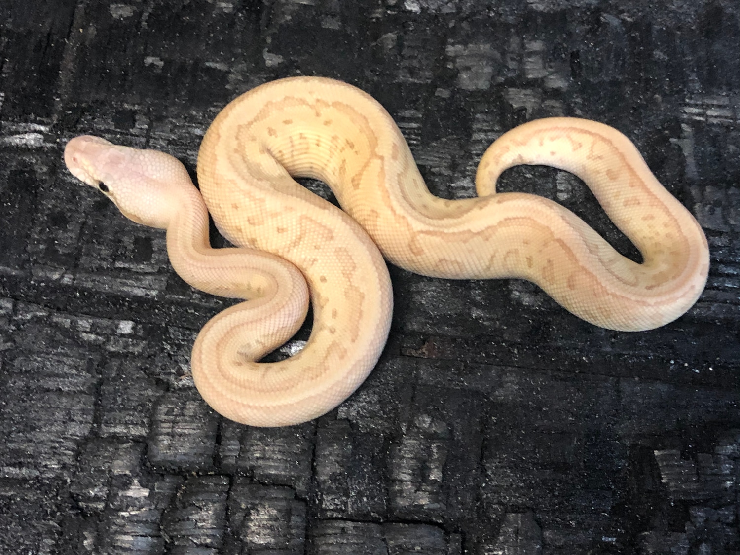 Adder Banana Lesser Leopard Pastel Pinstripe Ball Python by Safari Pets ...