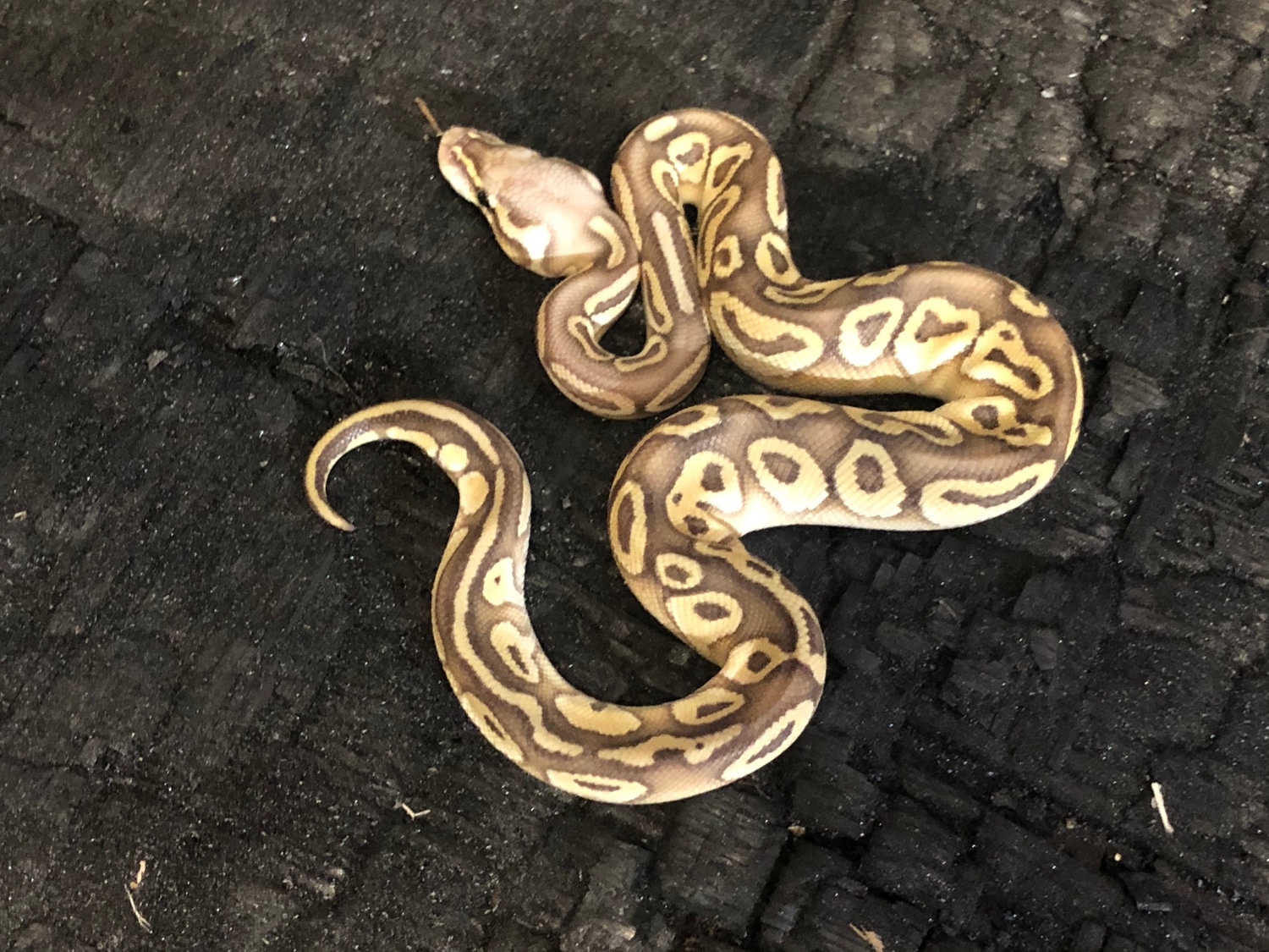 Banana Leopard Lesser Ball Python by Safari Pets - MorphMarket