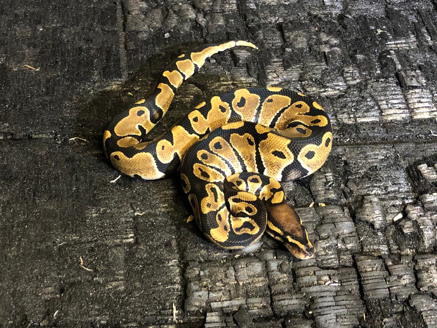 Adder Ball Python by Safari Pets - MorphMarket