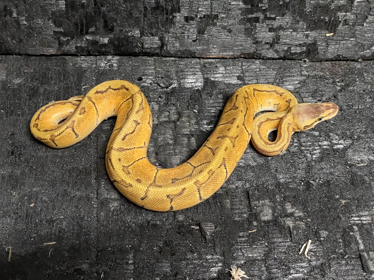 Enchi DragonFly Ball Python by Safari Pets - MorphMarket