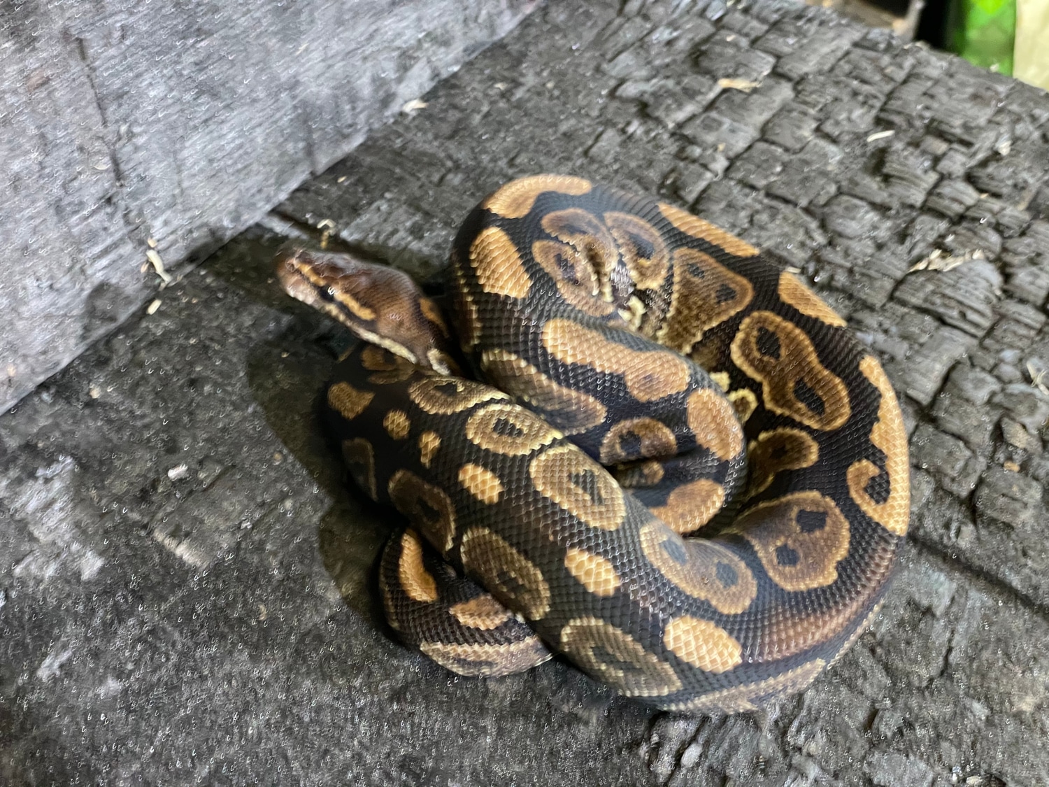 Mahogany Ball Python by Safari Pets - MorphMarket