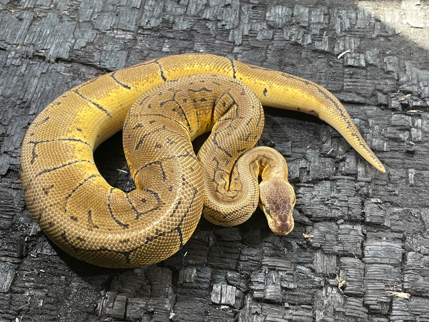 Enchi Dragonfly Ball Python by Safari Pets - MorphMarket