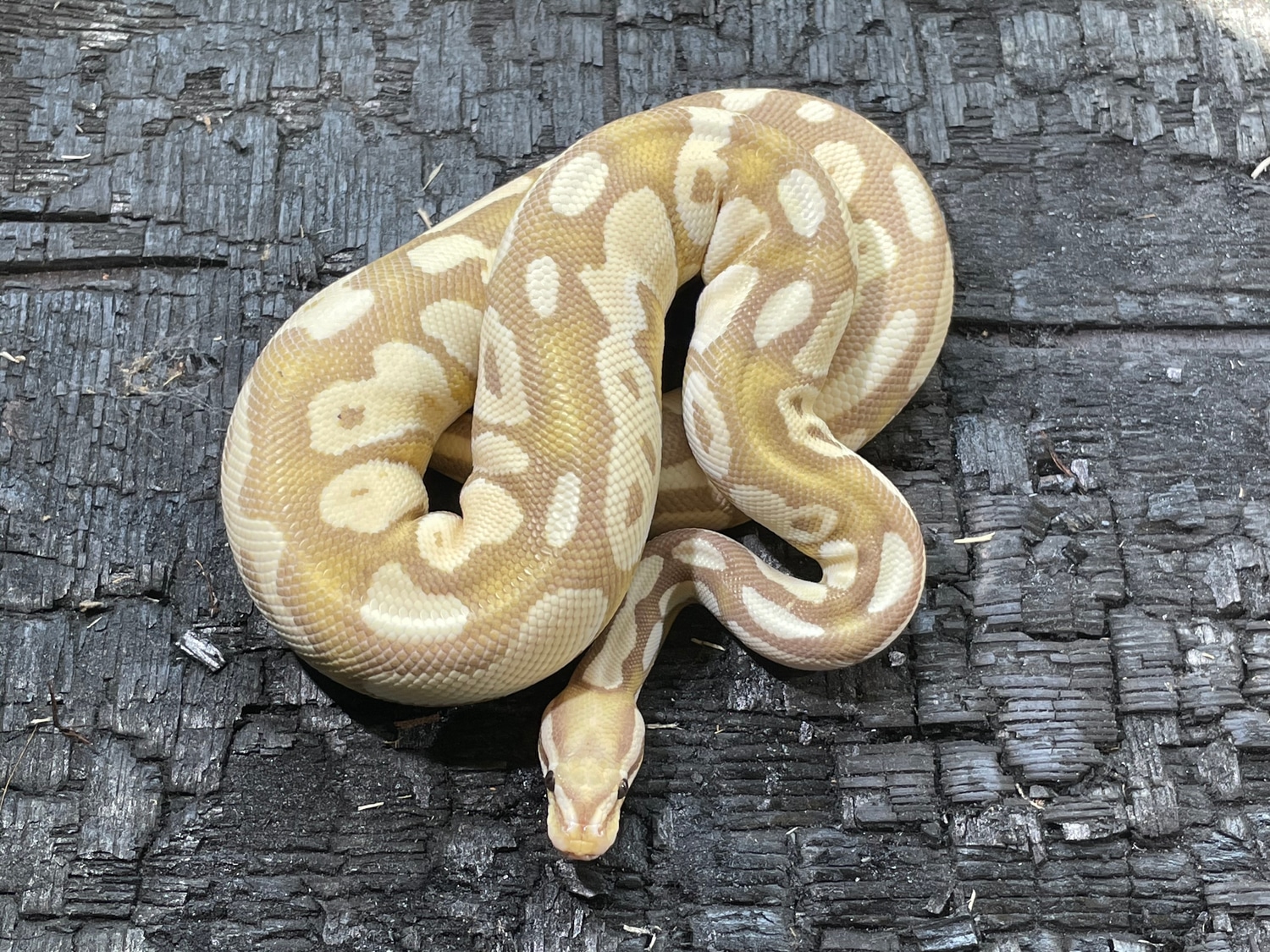 Banana Lesser Vanilla Ball Python by Safari Pets - MorphMarket