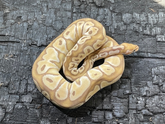 Banana Lesser Adder Ball Python by Safari Pets