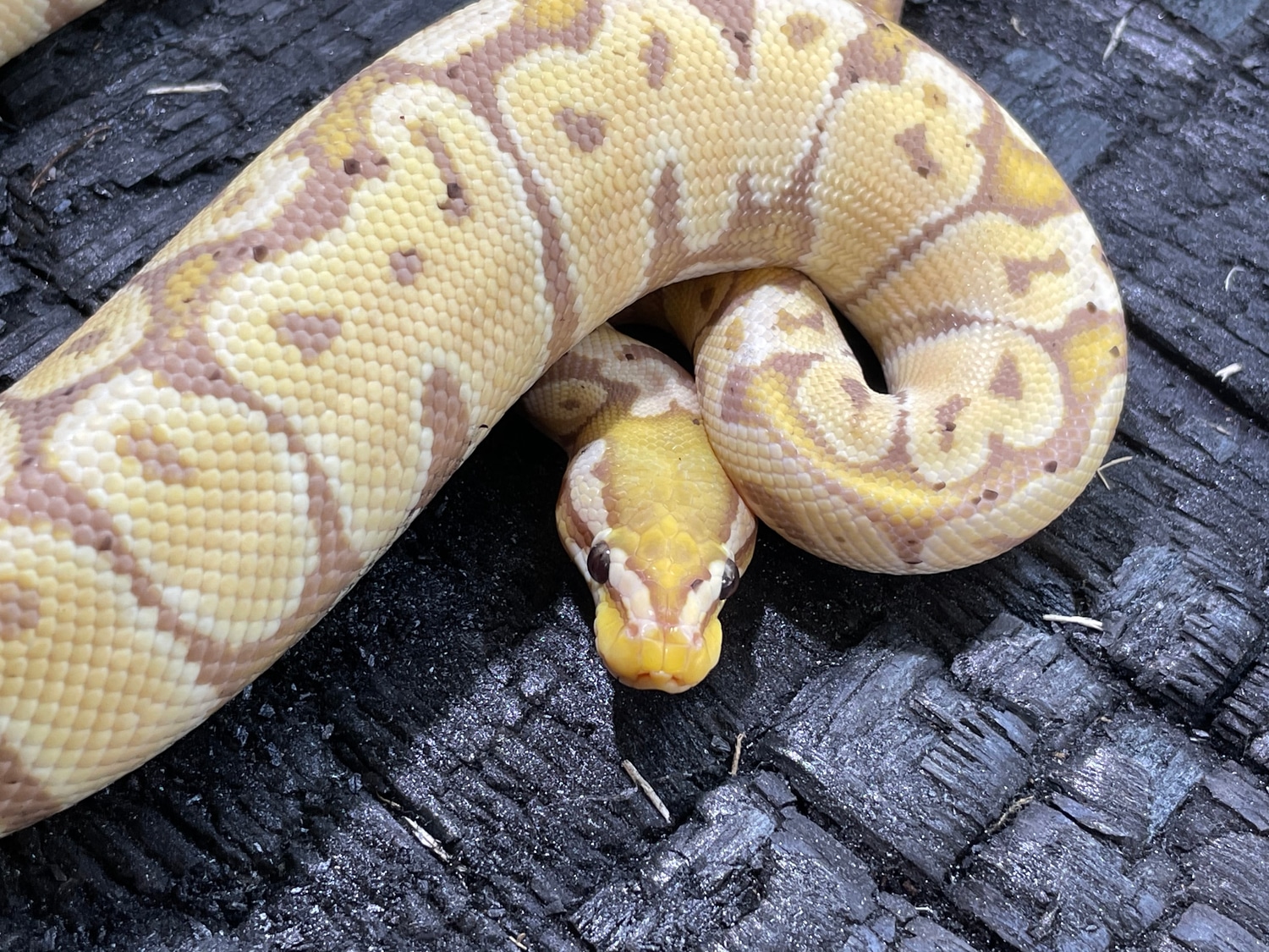 Adder Banana Pastel Ball Python by Safari Pets - MorphMarket