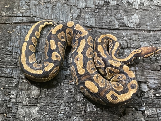 Marvel Ball Python by Safari Pets