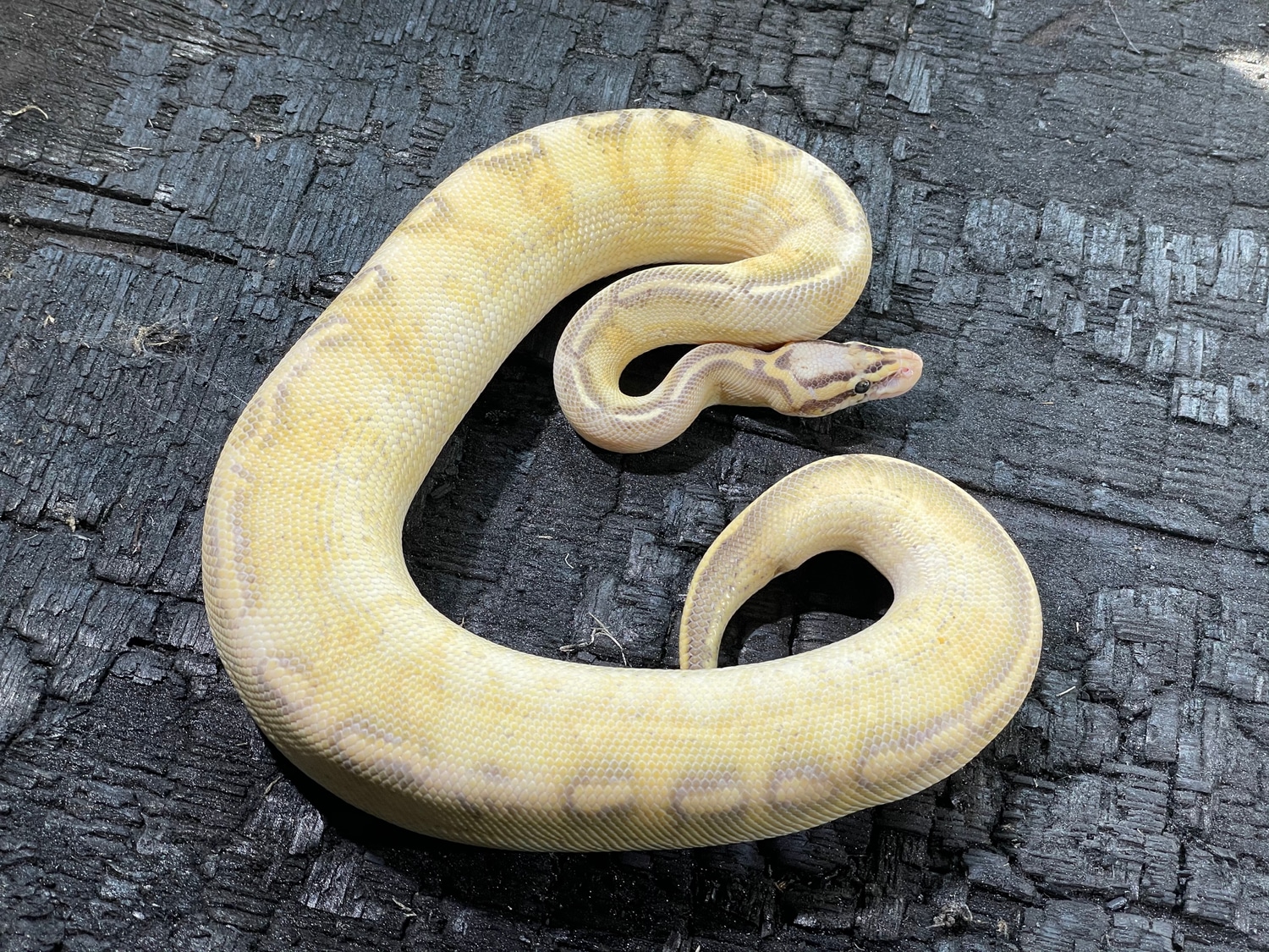 Enchi Super Pastel Highway Ball Python by Safari Pets - MorphMarket
