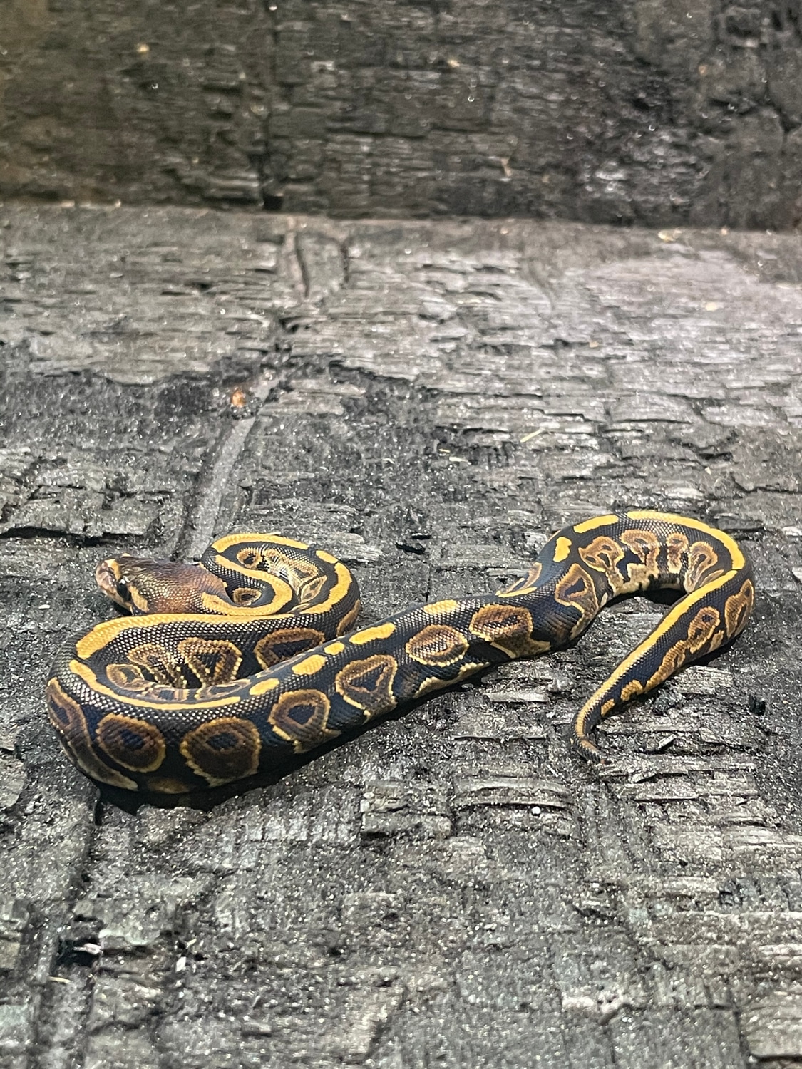 Het Red Axanthic Mahogany Het Albino Ball Python by Safari Pets ...