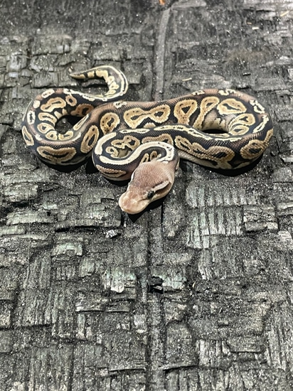 Het Red Axanthic Mahogany Pastel Het Albino Ball Python by Safari Pets