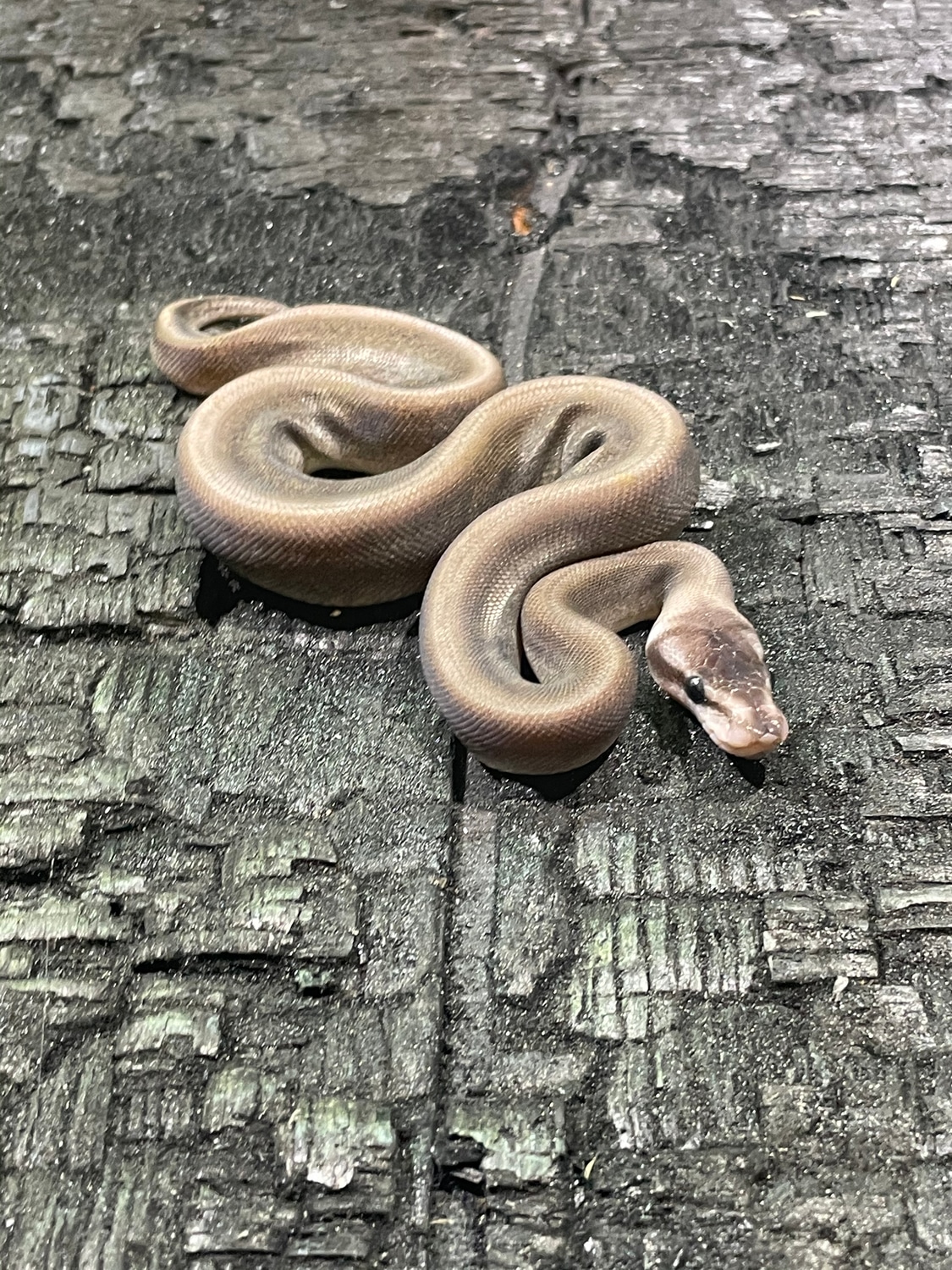 Suma Pastel Het Albino Ball Python by Safari Pets - MorphMarket