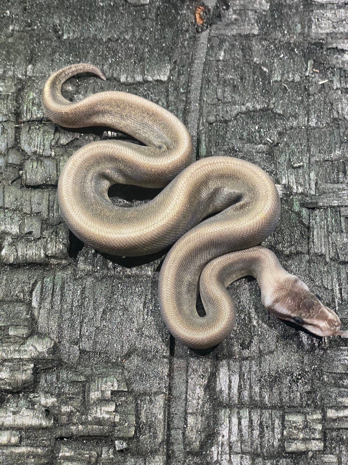 Suma Pastel Het Albino Ball Python by Safari Pets - MorphMarket