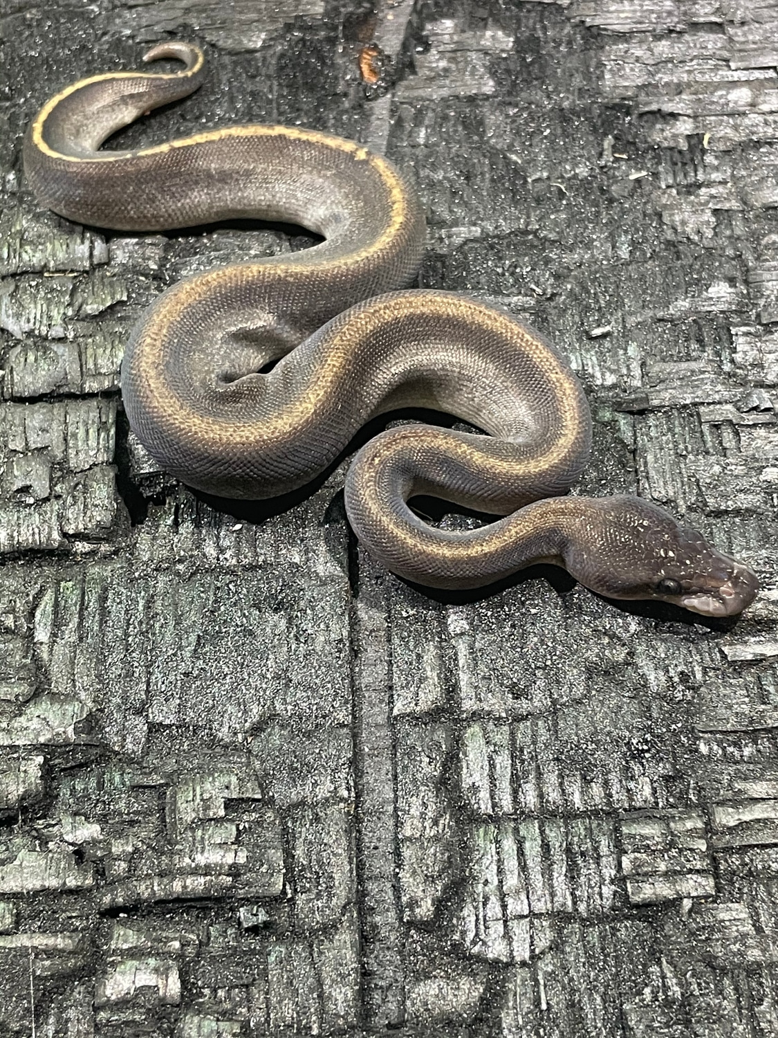 Suma Het Albino Ball Python by Safari Pets - MorphMarket