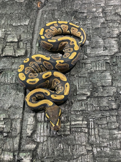 Mahogany Het Albino Ball Python by Safari Pets