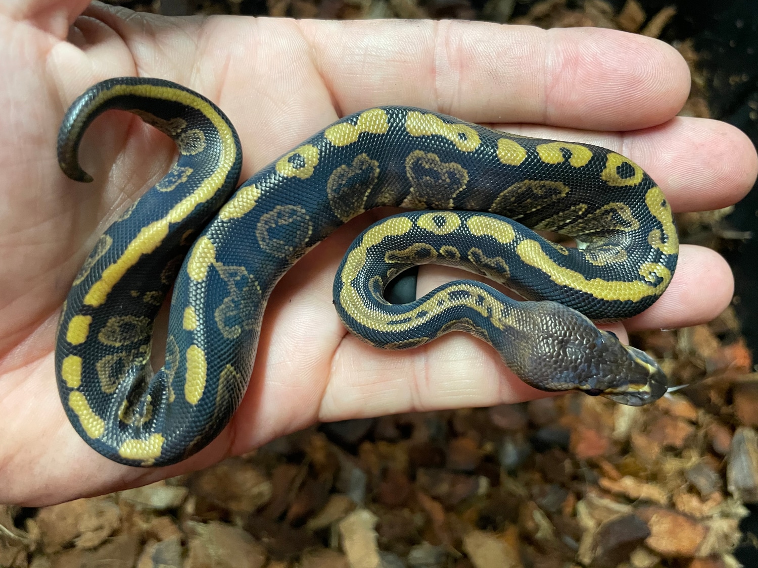 Mahogany Marvel Het Albino Ball Python by Safari Pets - MorphMarket