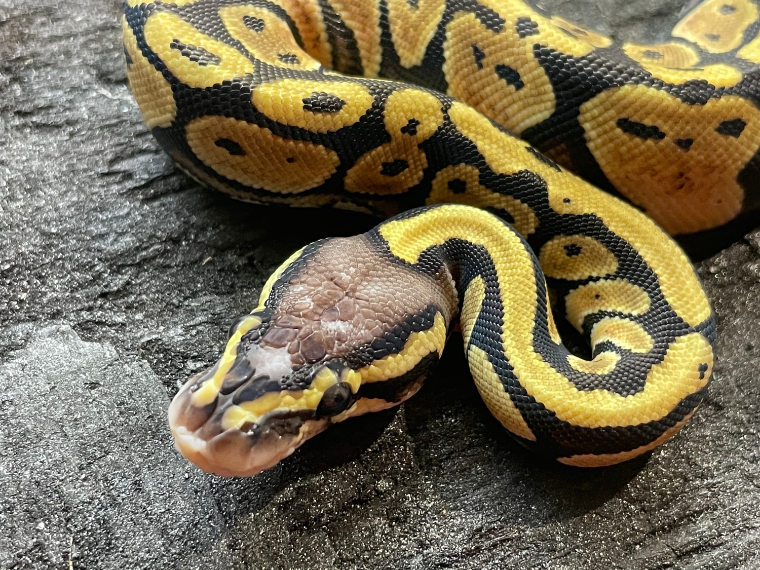 Pastel Scaleless Head Het Albino Ball Python by Safari Pets - MorphMarket