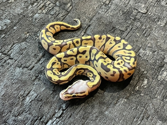 SuperFly Scaleless Head Het Albino Ball Python by Safari Pets