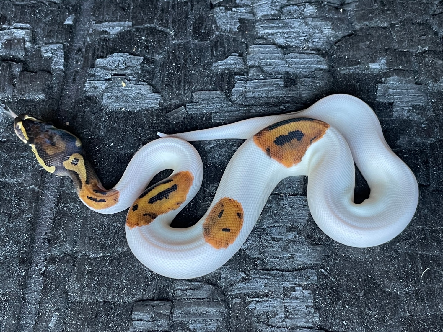 Cypress Pied Ball Python by Safari Pets - MorphMarket