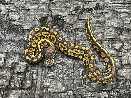 Mahogany Pastel Het Albino Ball Python by Safari Pets
