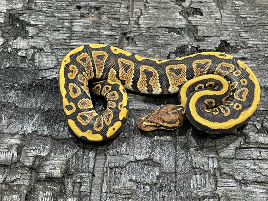 Mahogany Spotnose Het Clown Possible Het Albino Ball Python by Safari Pets