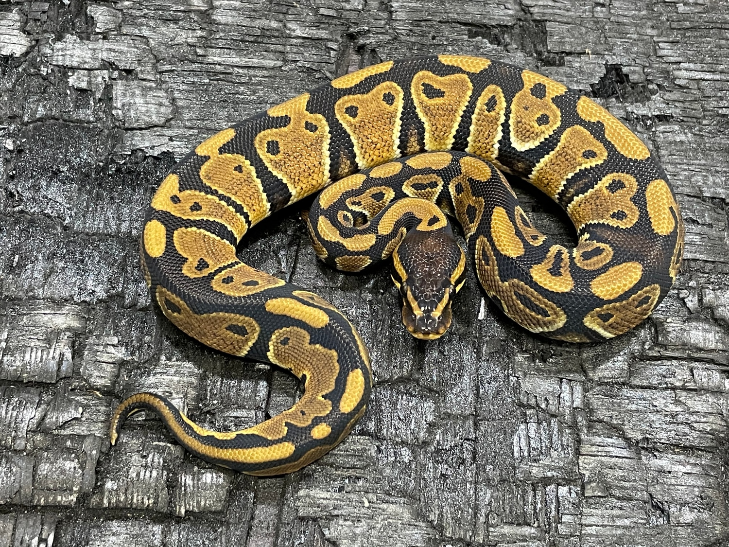 Normal Ball Python by Safari Pets - MorphMarket