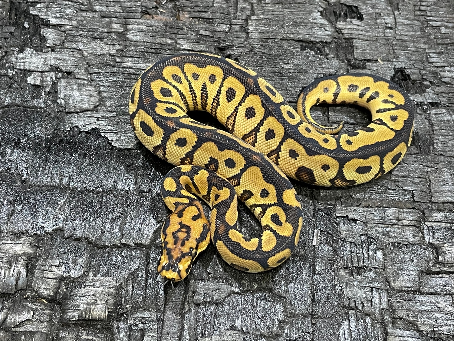 Clown Spotnose Ball Python by Safari Pets - MorphMarket