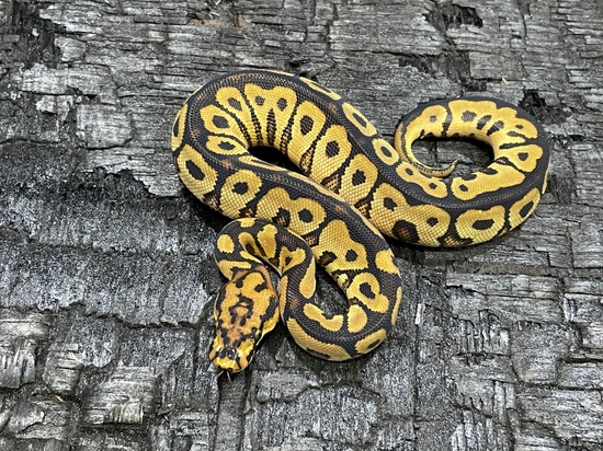 Clown Spotnose Ball Python by Safari Pets