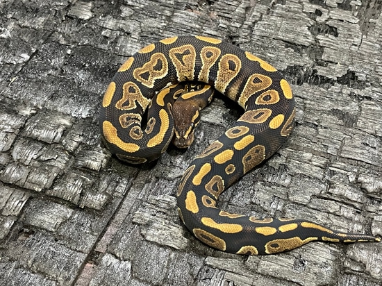 Mahogany Het Albino Ball Python by Safari Pets