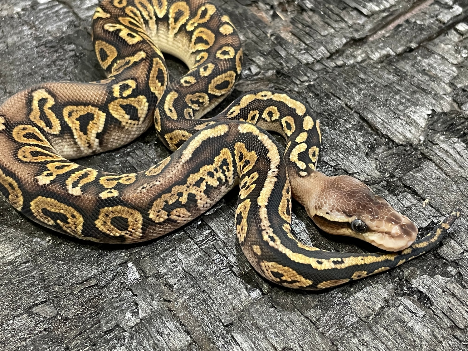 Huffman Mahogany Pastel Het Albino Ball Python by Safari Pets - MorphMarket