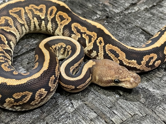Cinnamon Mahogany Spotnose 100% Het Clown *ready To Breed* Ball Python ...