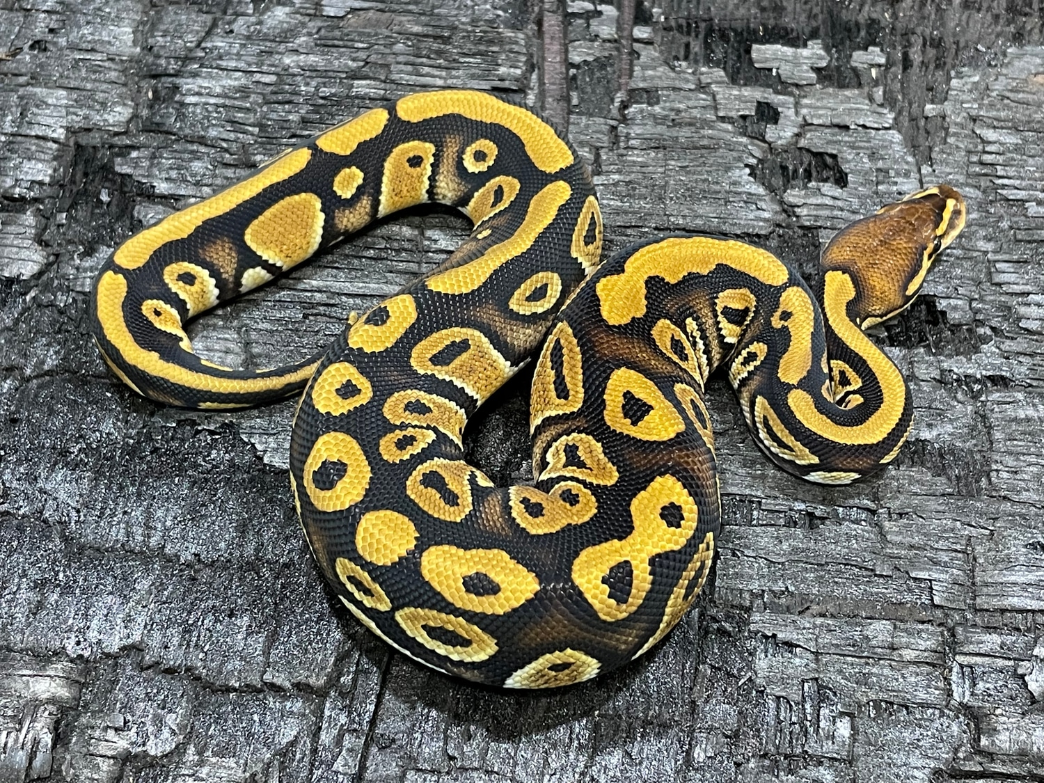 Mahogany Het Clown Het Albino Ball Python by Safari Pets - MorphMarket