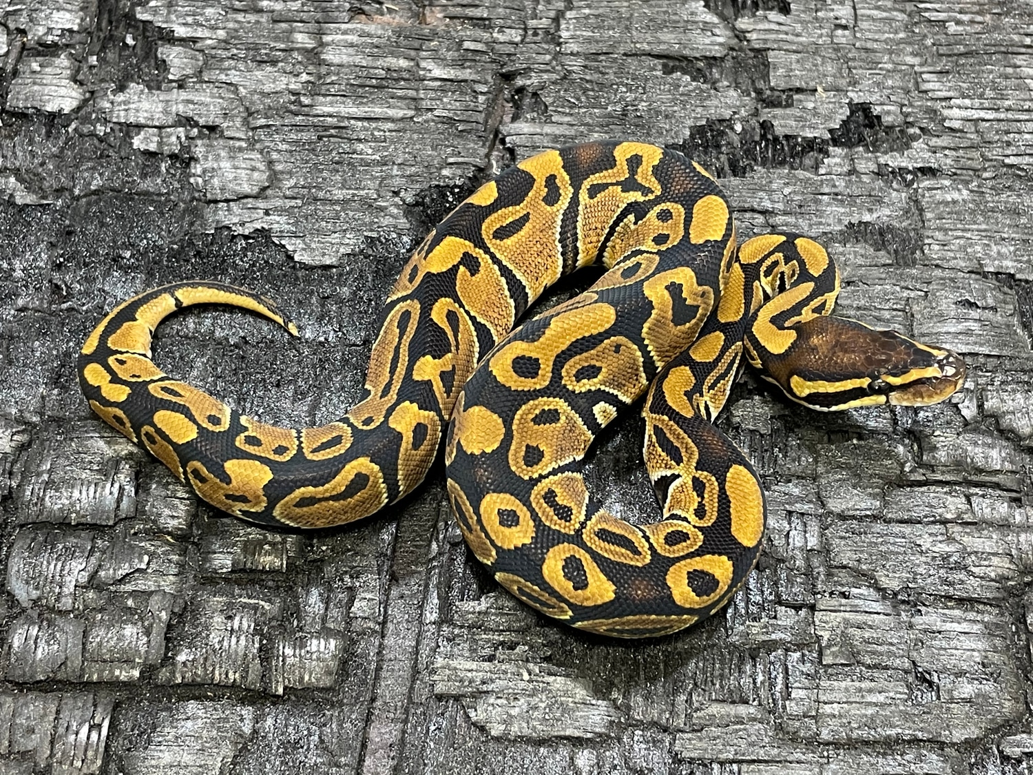 Normal Ball Python by Safari Pets - MorphMarket