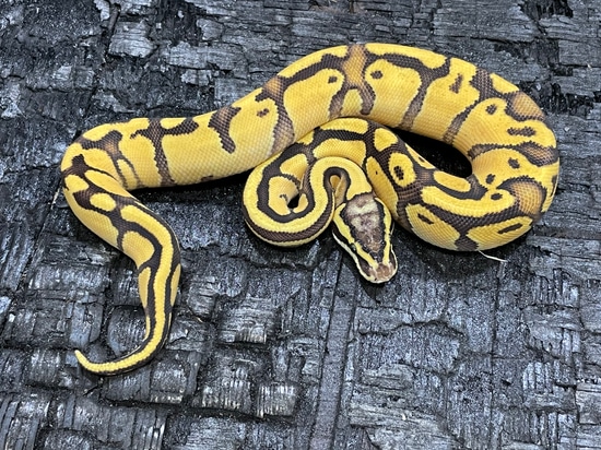 Enchi FireFly *700+ Grams* Ball Python by Safari Pets