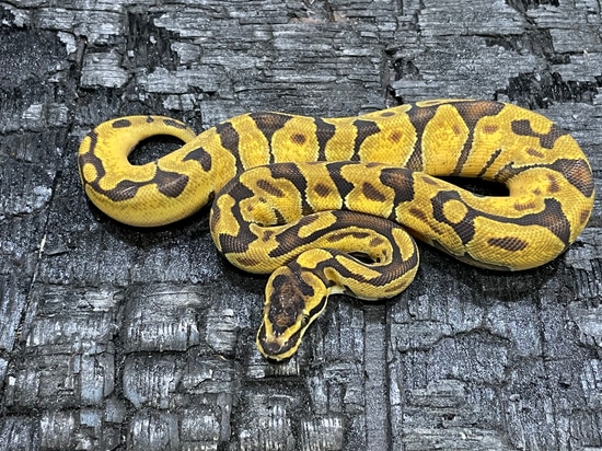 Super Enchi Fire Ball Python by Safari Pets