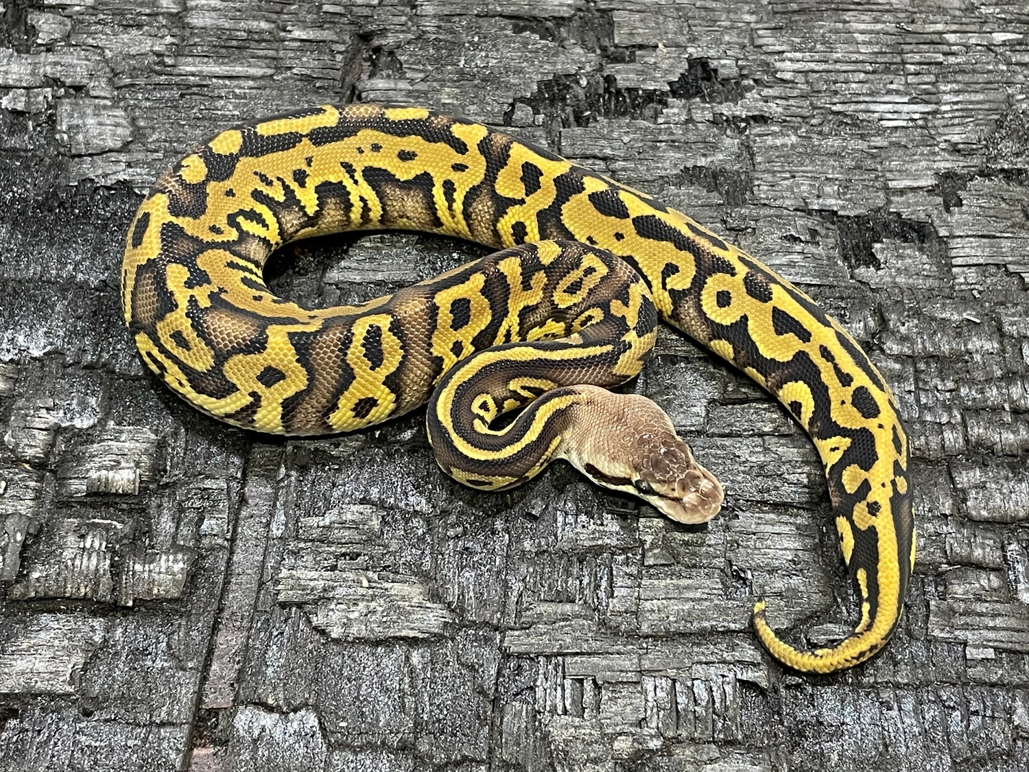 Leopard Mahogany Pastel Possible Het Clown Ball Python by Safari Pets ...