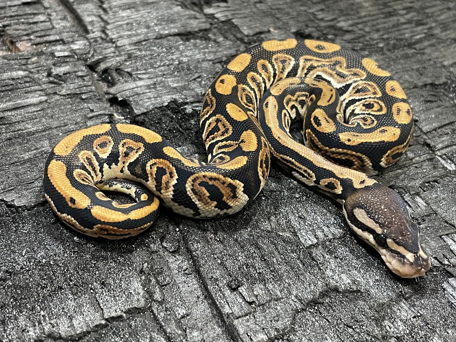 Huffman Ball Python by Safari Pets - MorphMarket