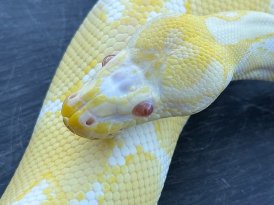 Albino Pastel Scaleless Head Ball Python by Safari Pets