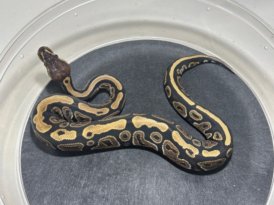 Mahogany 100% Het Albino 50% Possible Het Clown Ball Python by Safari Pets