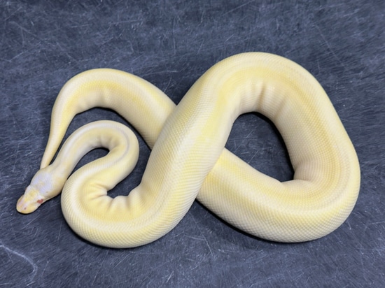 Albino Pewter Suma Ball Python by Safari Pets