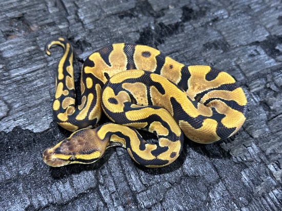 Cypress Enchi Scaleless Head Ball Python by Safari Pets