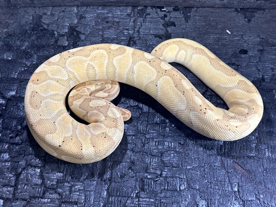 Banana Enchi Gravel Or YB Pastel Proven Breeder Ball Python by Safari Pets
