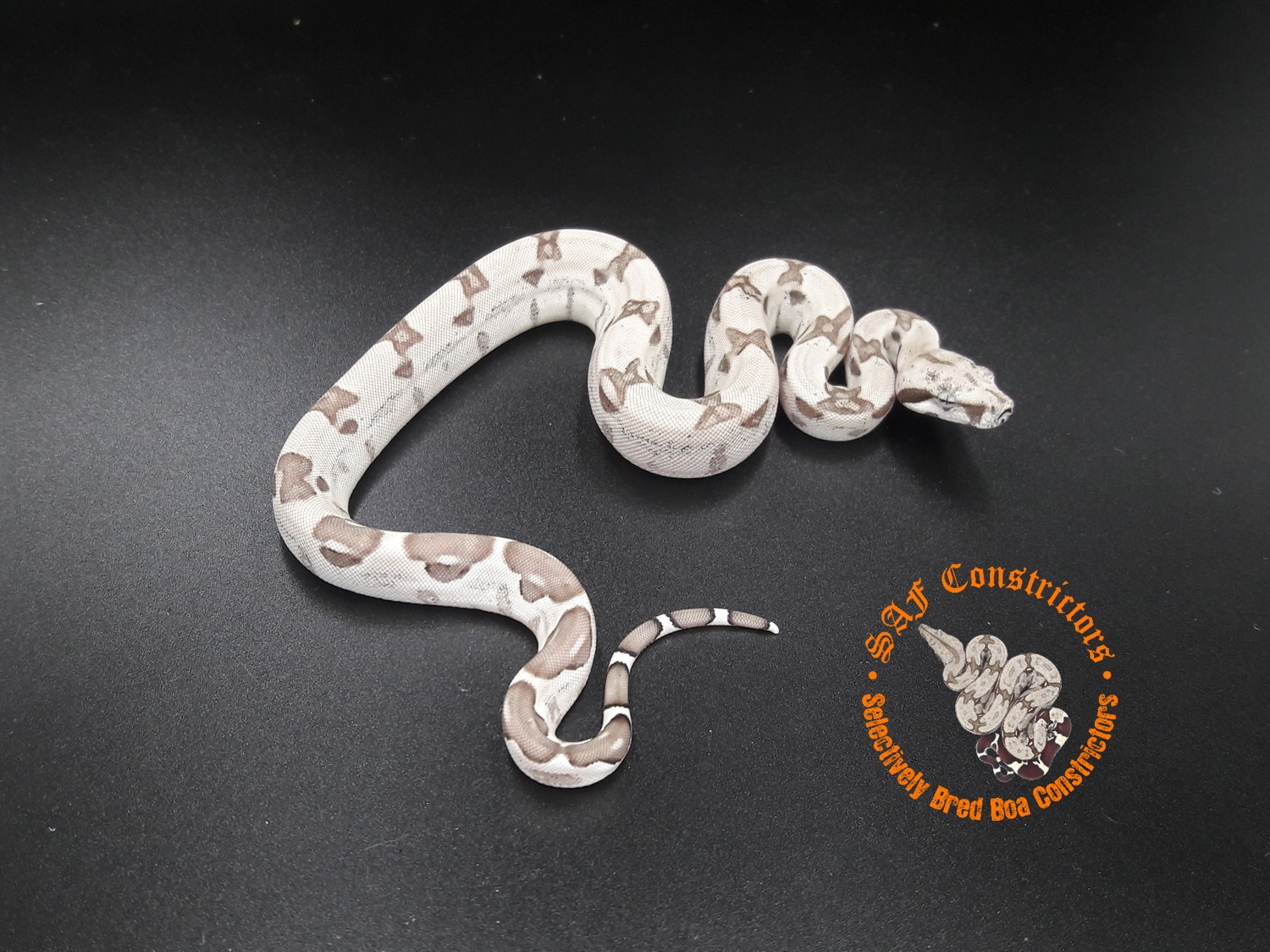 Ghost Het Moonglow (Het Kahl Albino) Female Boa Constrictor by SAF ...