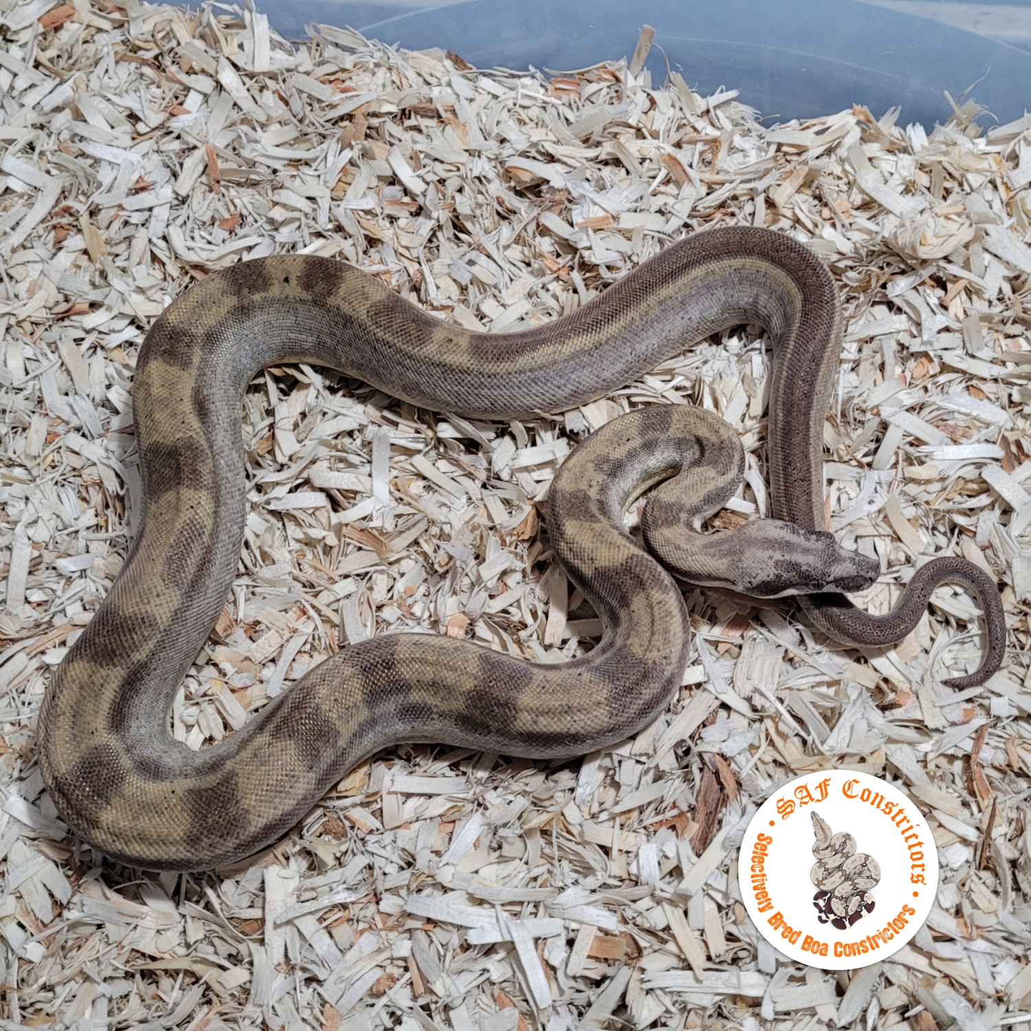 Motley Ghost Het Moonglow (Het Kahl Albino) Female Boa Constrictor by ...