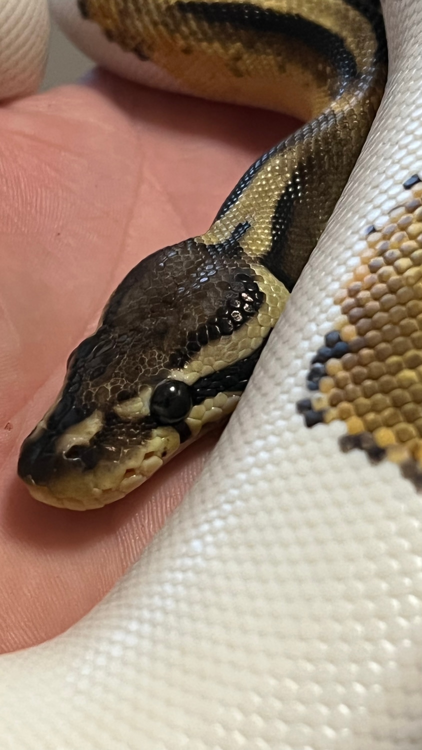 SAFE Reptiles's Collection - MorphMarket