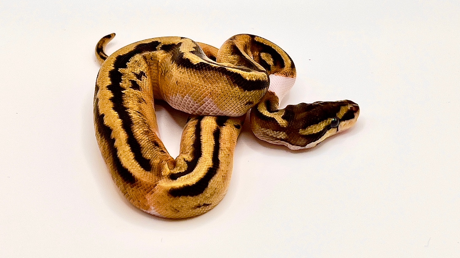 Pastel Od By Piebald Poss Het Hypo Ball Python by SAFE Reptiles ...