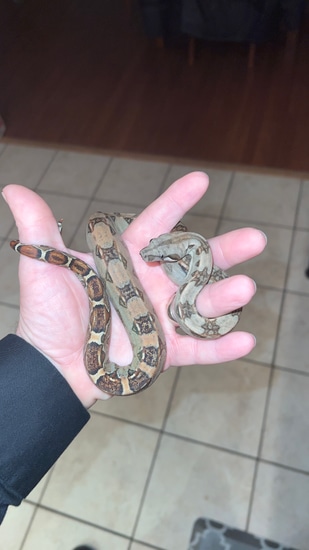 Normal Boa Constrictor by SAFE Reptiles
