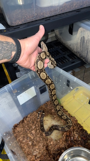 Central American Boa Constrictor by SAFE Reptiles