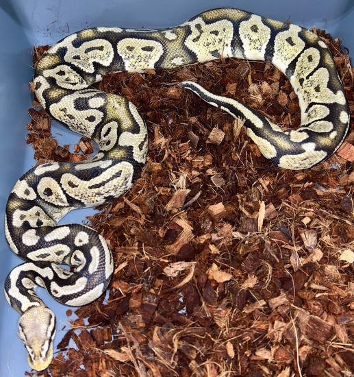 Pastel Hypo Black Head Ball Python by SAFE Reptiles