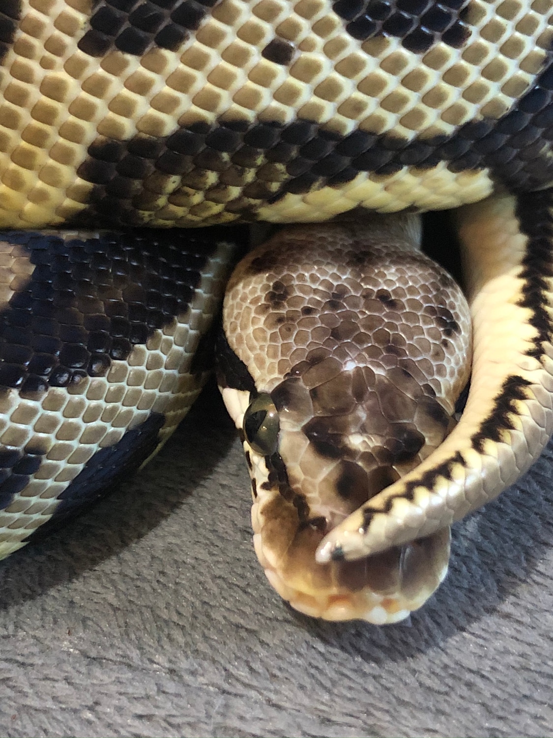 Ball Python Clutch: Bpfybpb18 by Safe Haven Care&Quality - MorphMarket